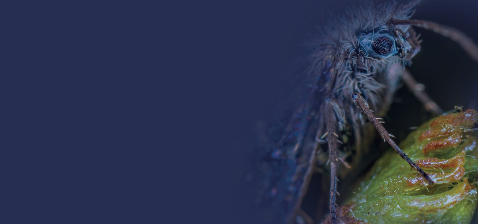 Home - Pestnet España