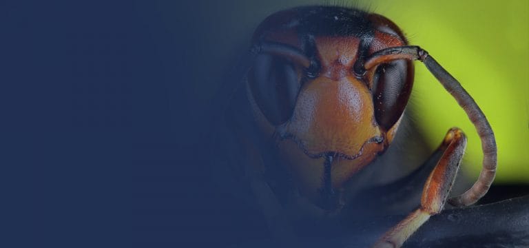 Home - Pestnet España